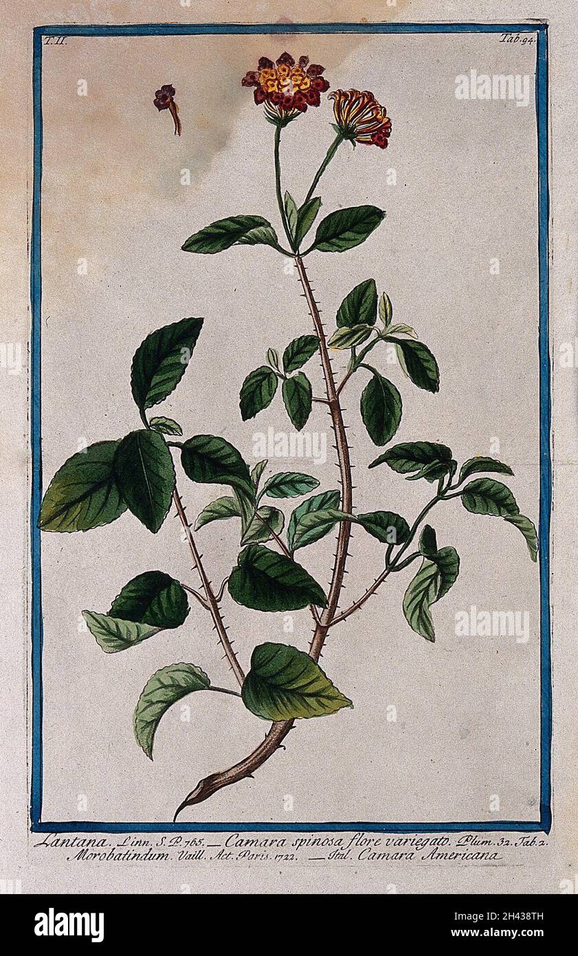 A species of the genus Lantana: flowering stem with separate flower ...