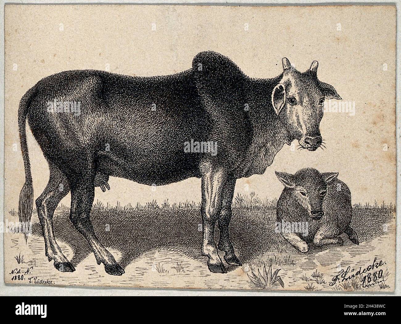 A cow and its calf on a meadow. Reproduction of an etching by F ...