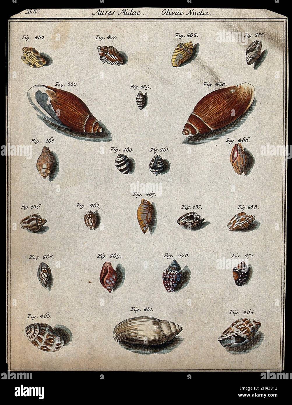 A variety of shells. Coloured etching Stock Photo - Alamy