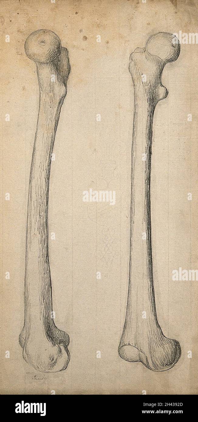 Femur Drawing
