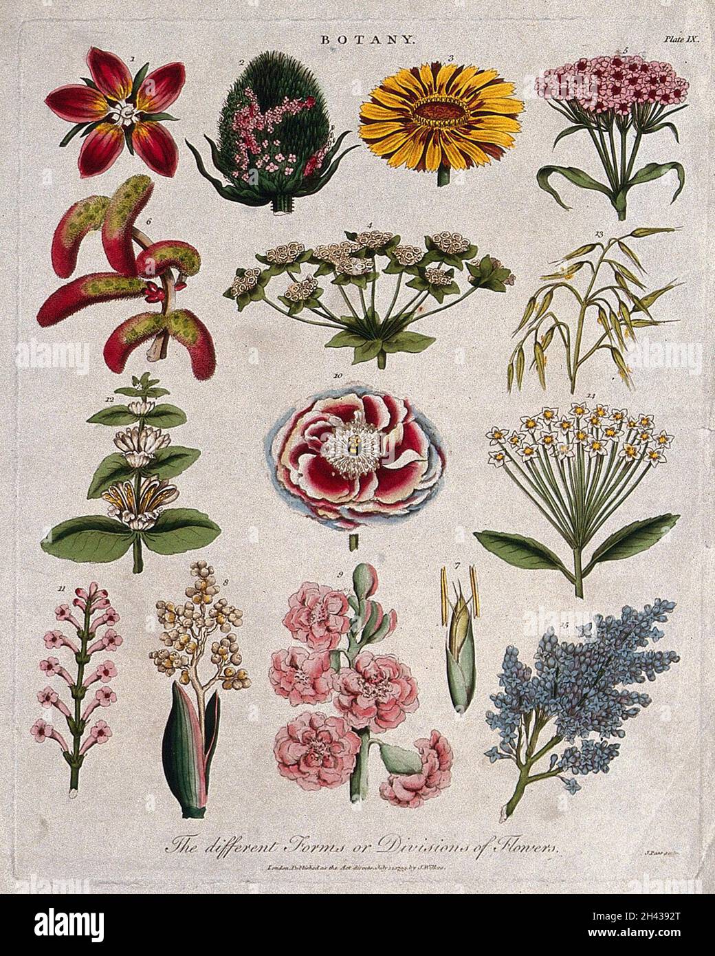 Different botanical forms hi-res stock photography and images - Alamy