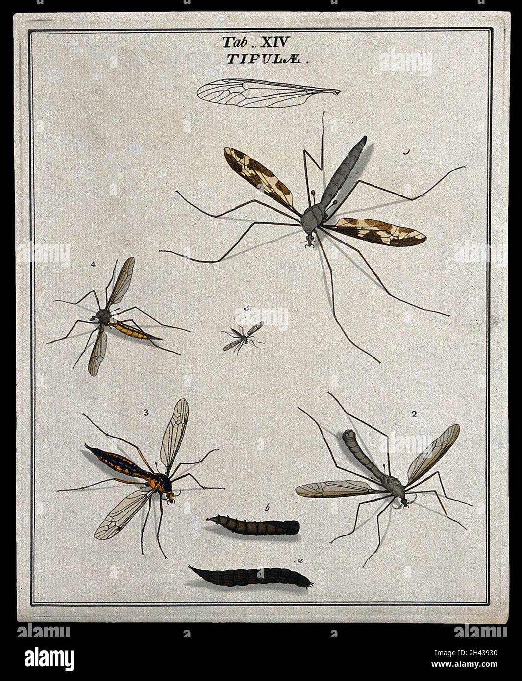 Five crane flies (Tipulidae species): adults and larva. Coloured ...