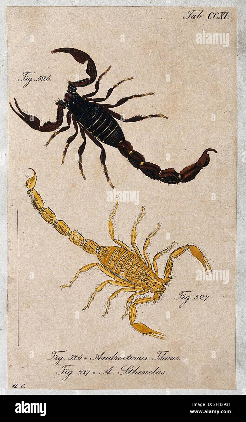 Two scorpions: Androctonus thoas and Androctonus sthenelus. Coloured ...