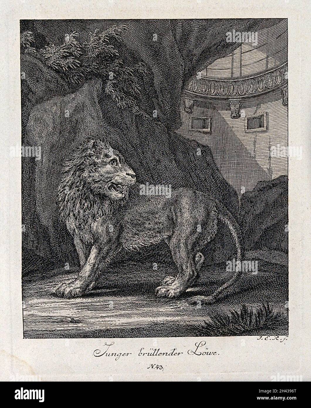 A young roaring lion in a cave with architecture in the background ...