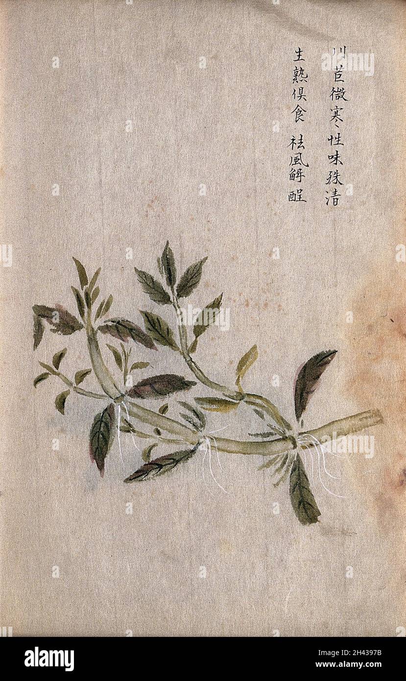 A Chinese plant known as "Ju": stem with leaves Stock Photo - Alamy