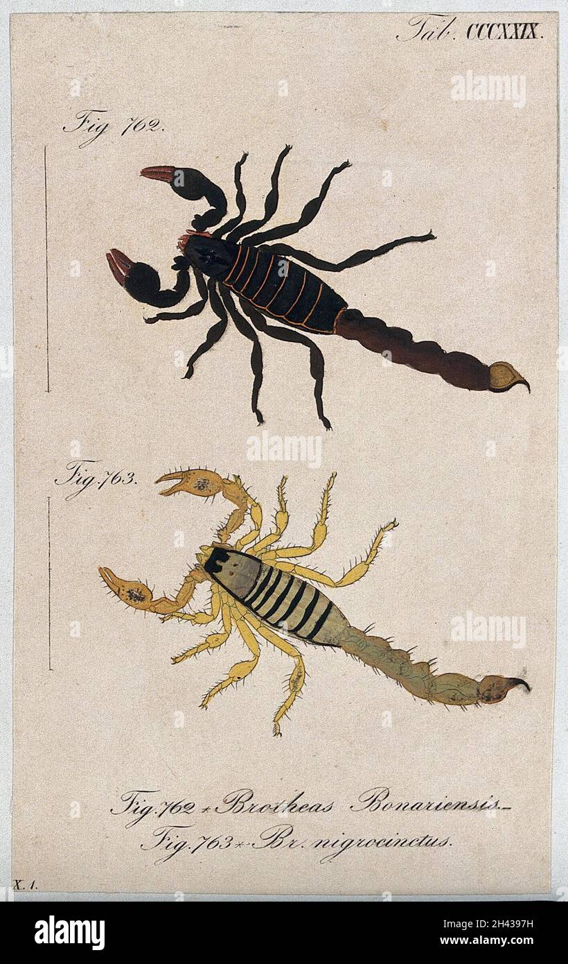 Nigrocinctus hi-res stock photography and images - Alamy