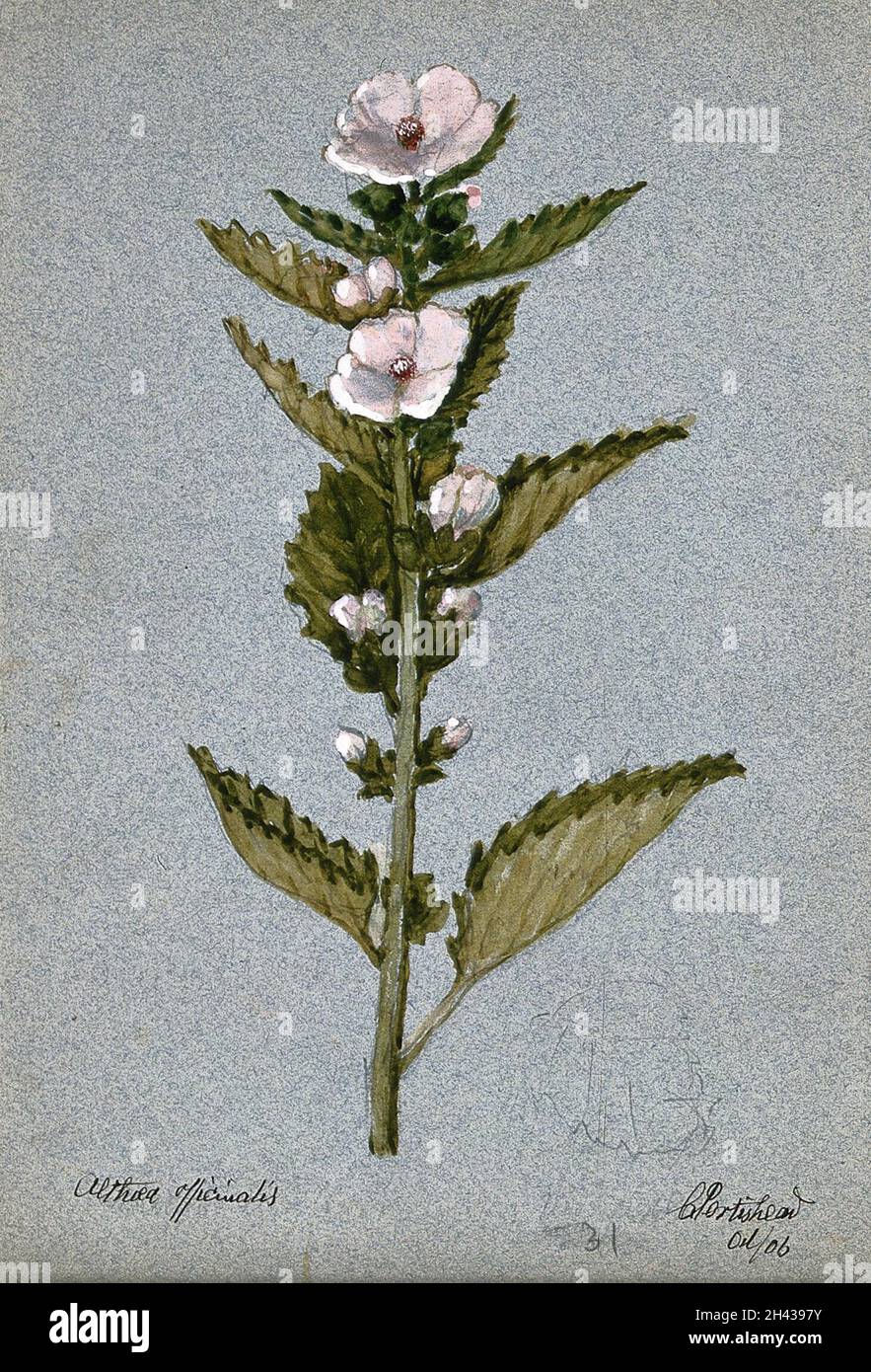 Marsh mallow plant (Althaea officinalis): flowering stem. Watercolour ...