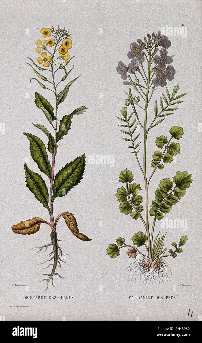 Charlock (Sinapsis arvensis) and cuckoo flower (Cardamine pratensis ...