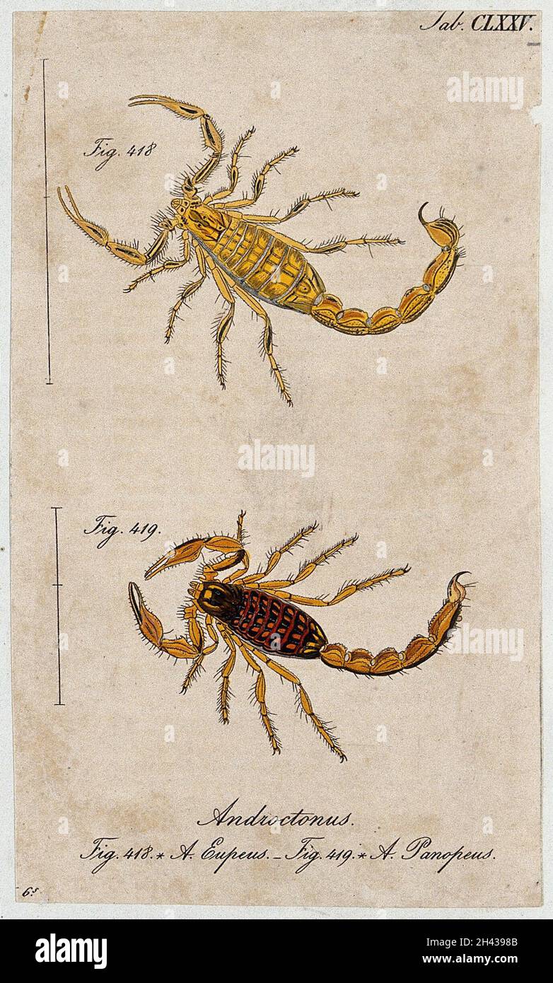 Two scorpions: Androctonus eupeus and Androctonus panopeus. Coloured ...
