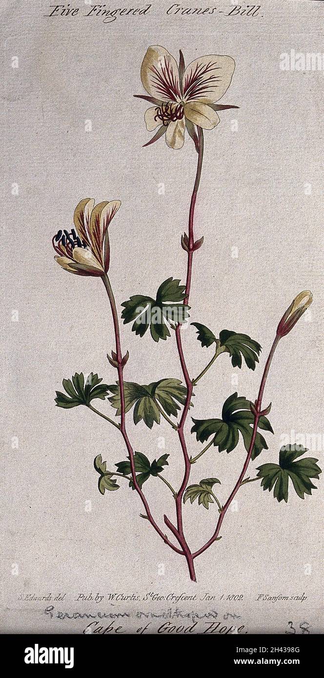 A cranesbill (Geranium species): flowering stem. Coloured engraving by ...