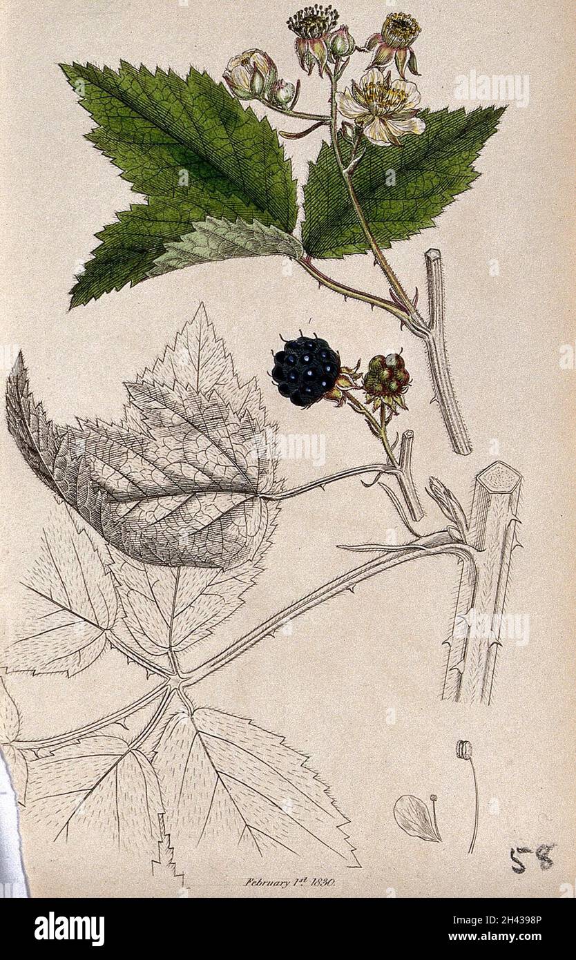 Bramble (Rubus fruticosus): flowering and fruiting stems with floral ...