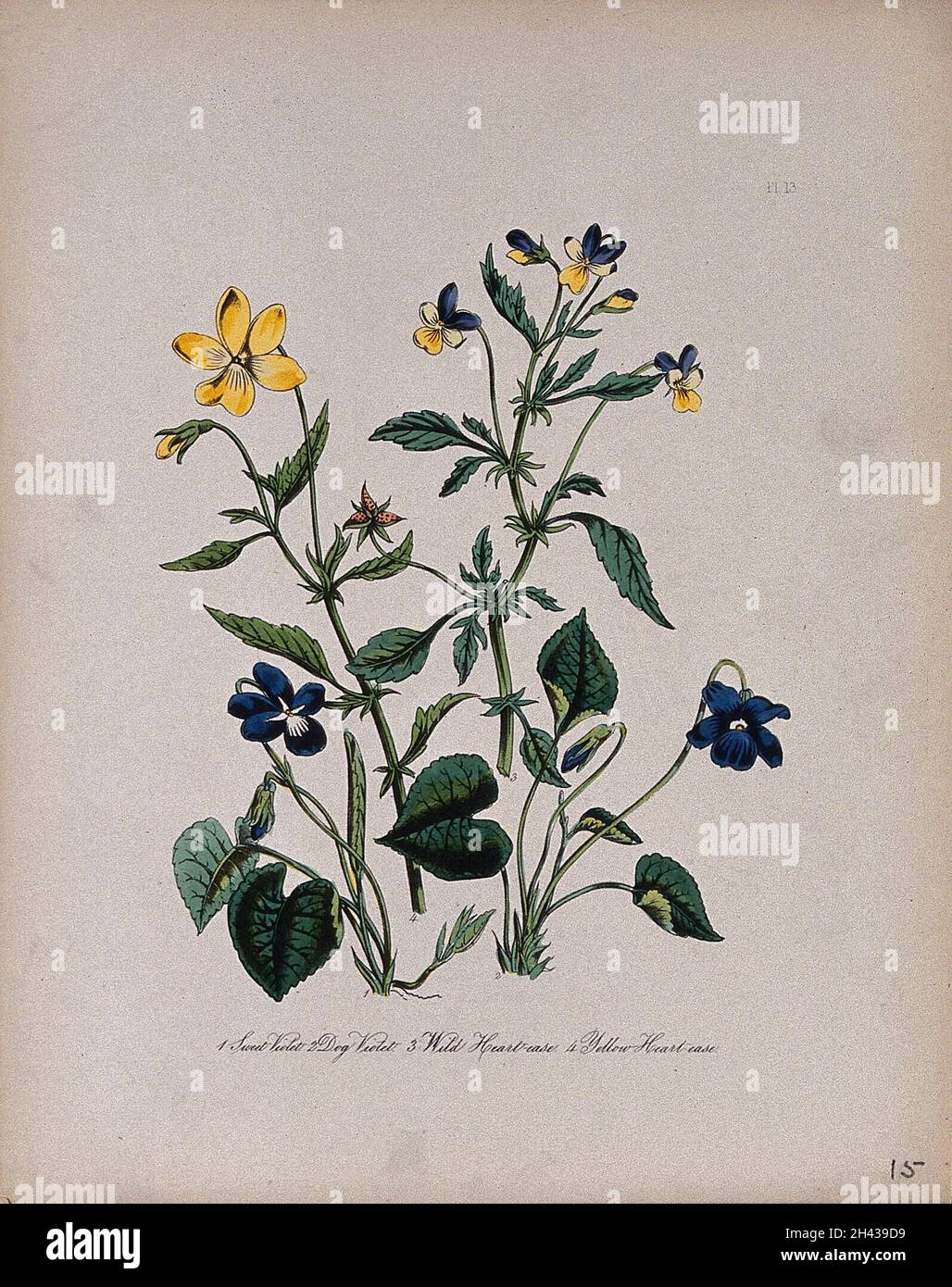 Four British wild flowers, two violets and two species of heart's ease ...