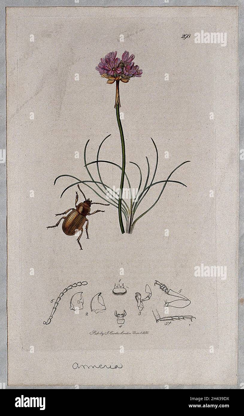 Thrift flower (Armeria species) with an associated insect and its ...