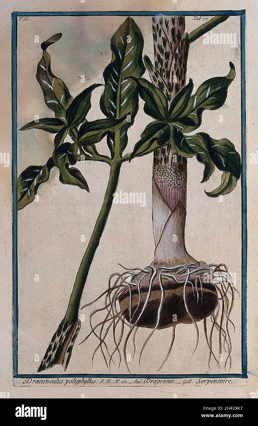 Dragon arum (Dracunculus vulgaris Schott): leaf and base of stem with ...