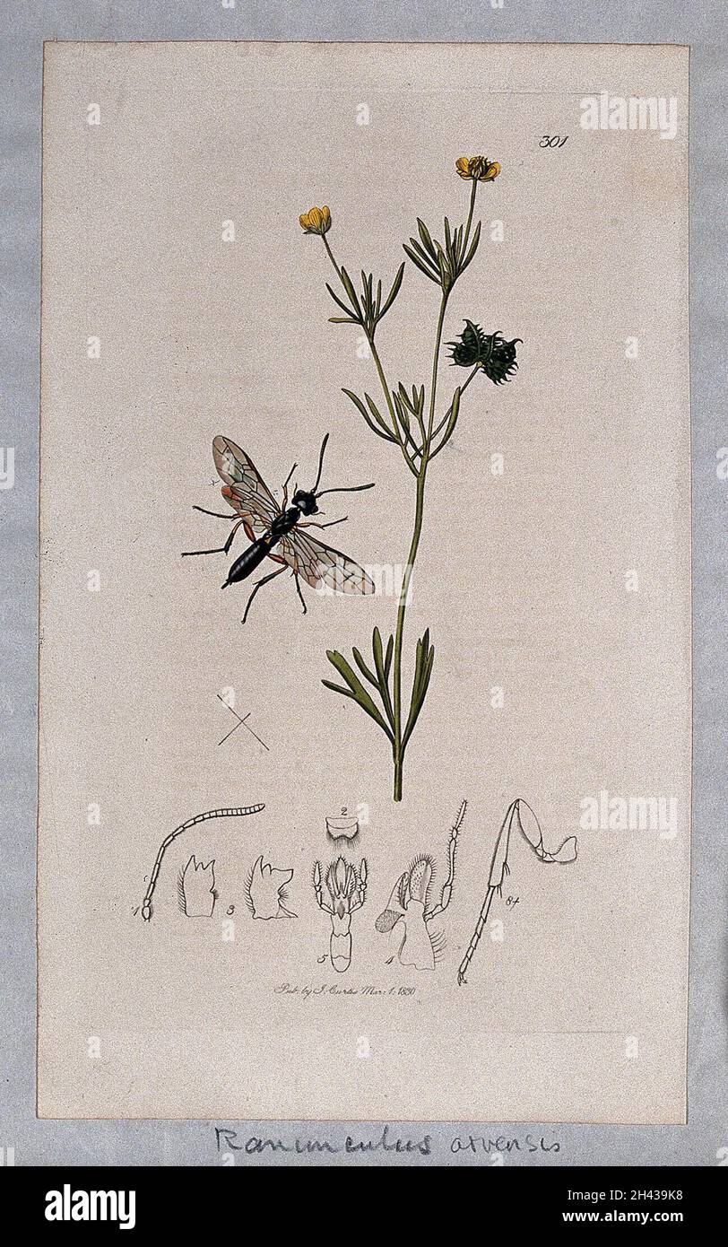 A buttercup (Ranunculus arvensis) with an associated insect and its ...