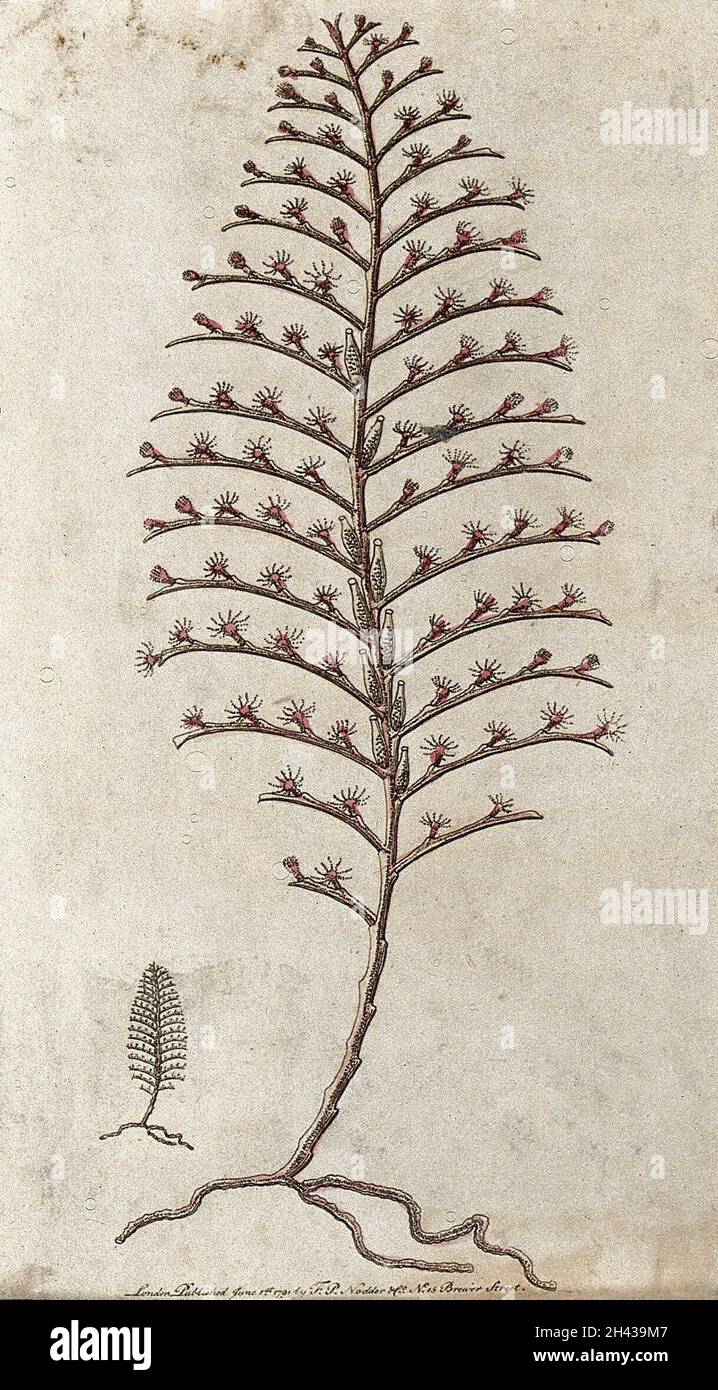 A marine animal (coelenterate). Coloured etching Stock Photo - Alamy