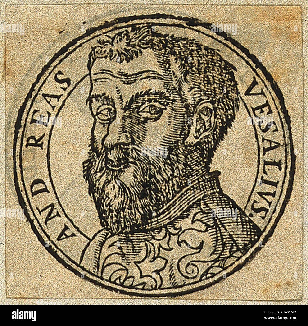 Andreas Vesalius. Line engraving by L. Gaultier Stock Photo - Alamy