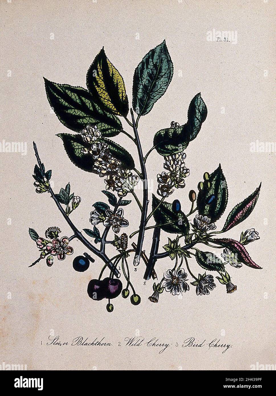 Three British fruit trees, sloe (Prunus spinosa), wild cherry (Prunus ...