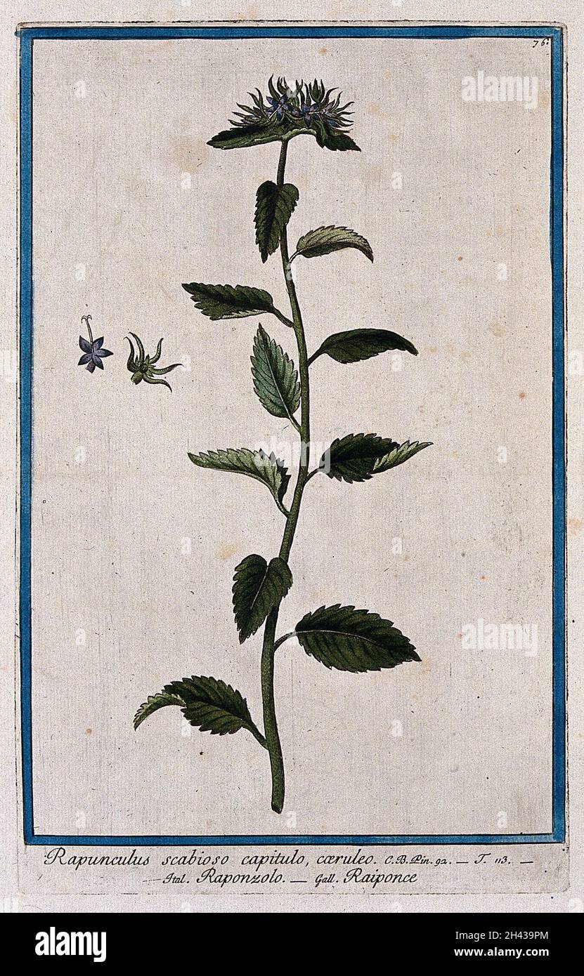 A bellflower (Campanula rapunculoides L.): flowering stem with separate ...