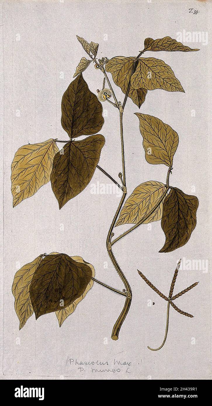 Mung bean (Phaseolus mungo L.): flowering stem with separate fruit and ...