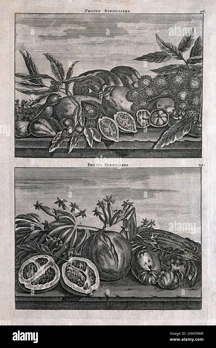 Pompelmous hi-res stock photography and images - Alamy