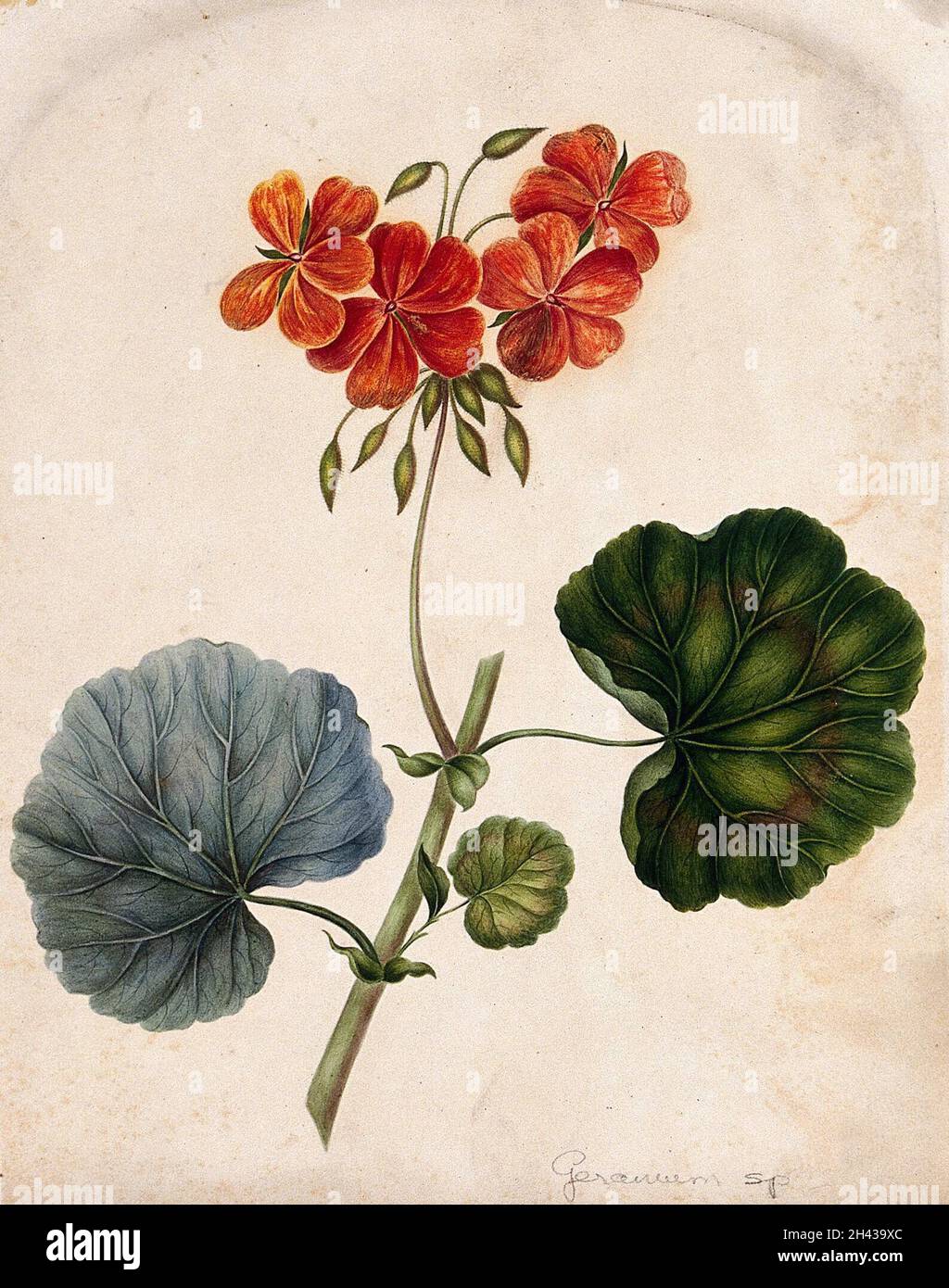 An ornamental geranium (Geranium species): flowering stem. Watercolour ...