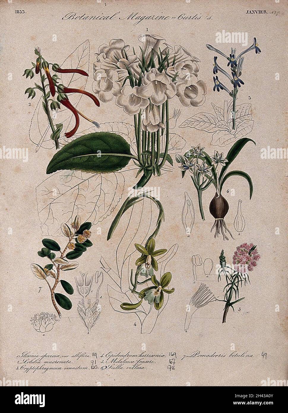 Seven British garden plants: flowering stems and some floral segments ...