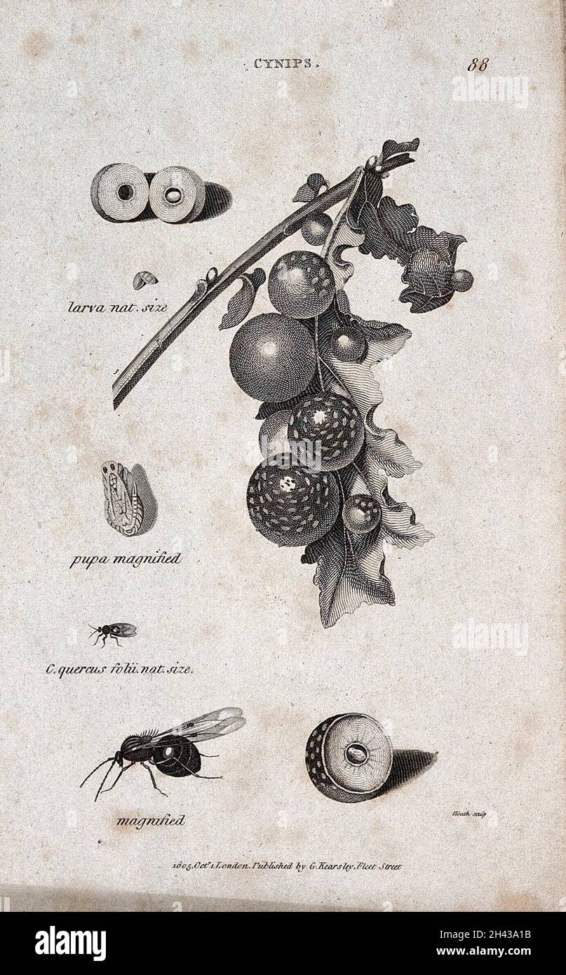 The larva and pupa of a gall fly next to a gall fly in natural size and ...