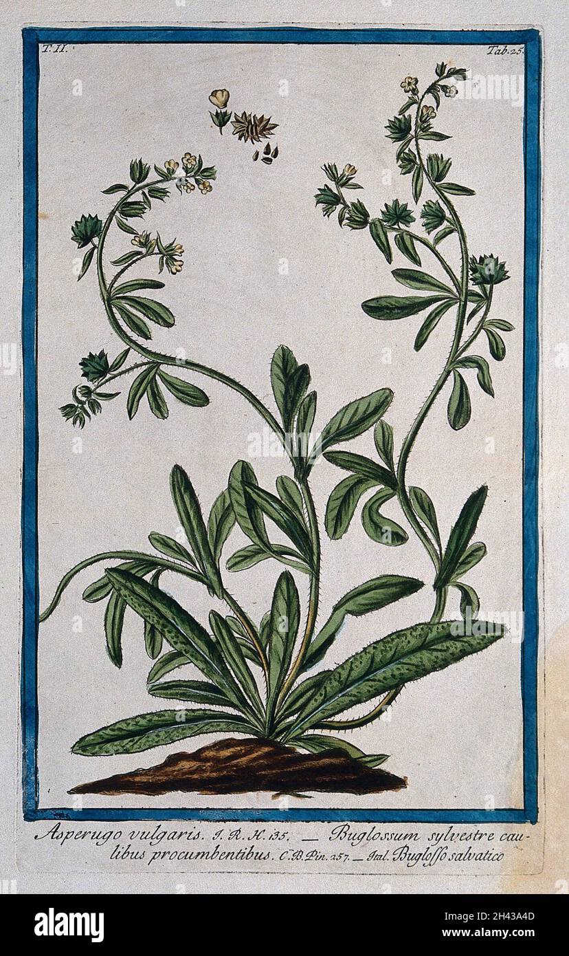 Madwort (Asperugo procumbens L.): flowering and fruiting stem arising ...