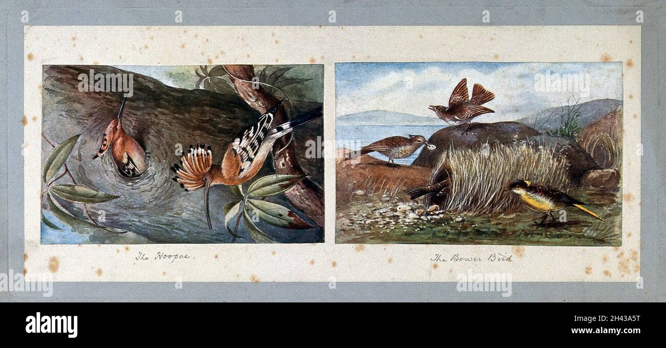 Two hoopoes art hi-res stock photography and images - Alamy