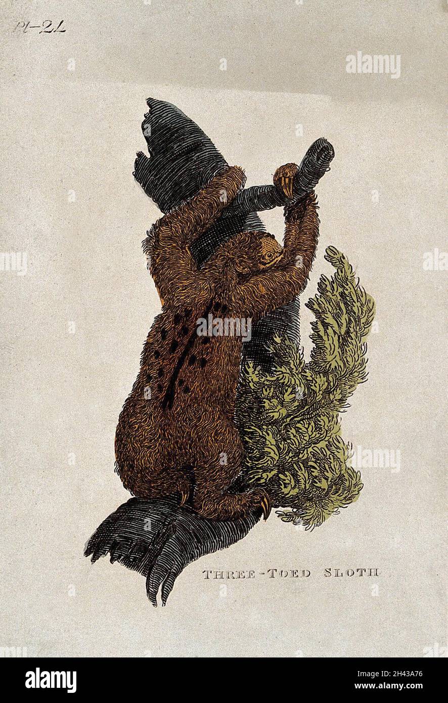 A three toed sloth climbing a tree. Coloured etching Stock Photo - Alamy