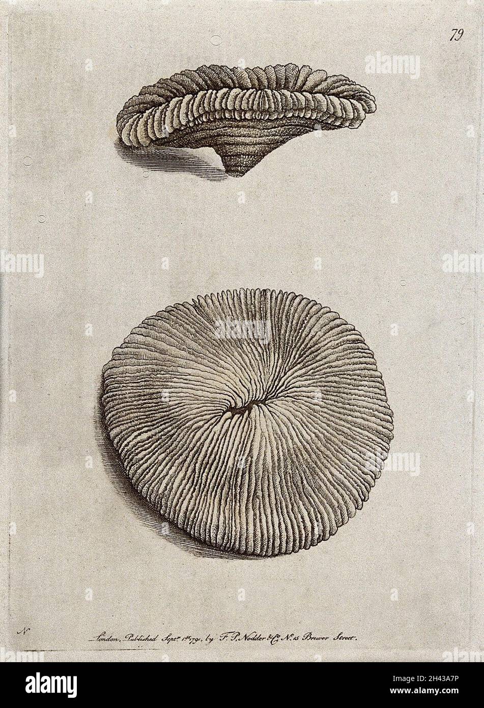 Two molluscs. Etching Stock Photo - Alamy
