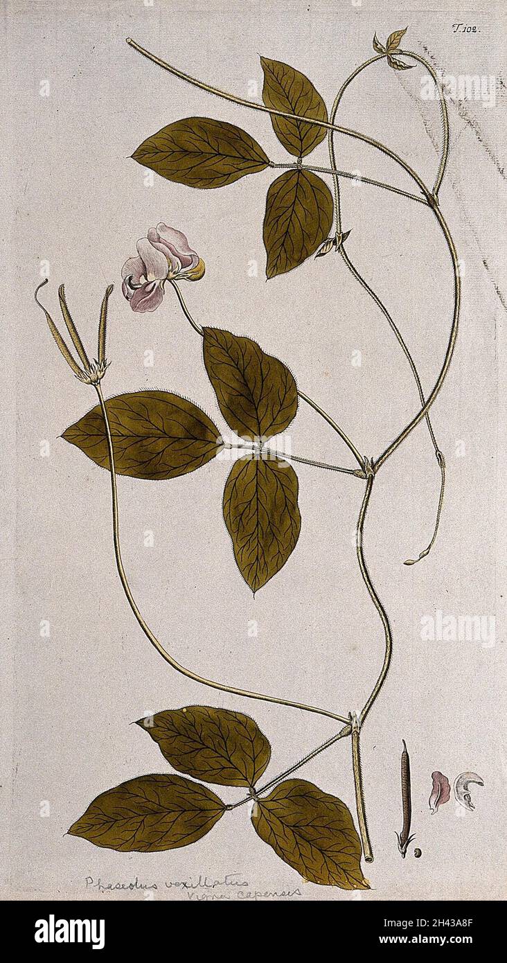 Cowpea flowers hi-res stock photography and images - Alamy