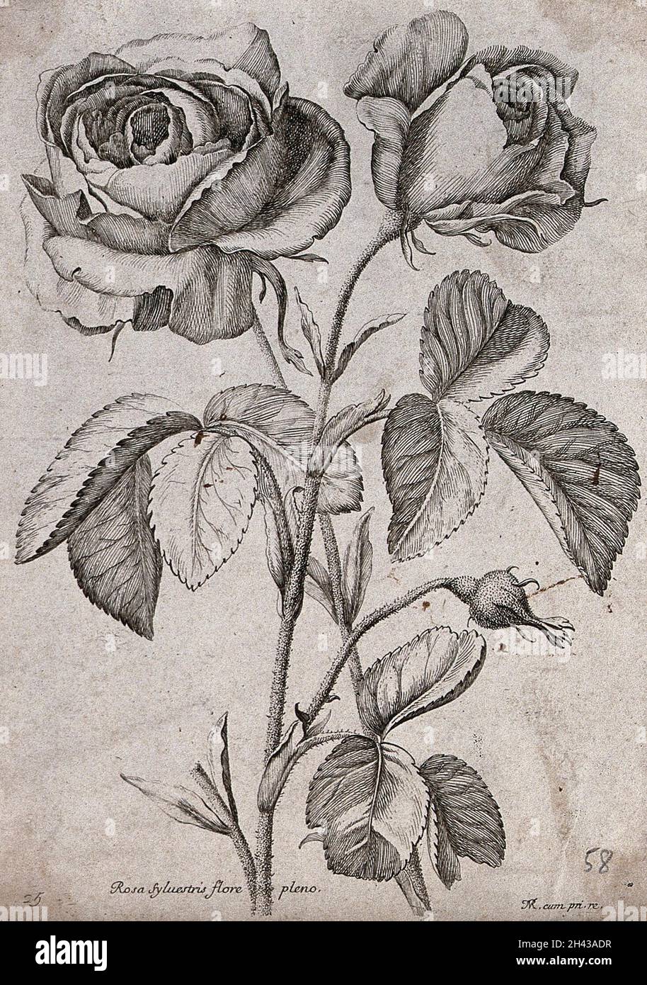 A rose (Rosa species): flowering stem. Etching by N. Robert, c. 1660 ...
