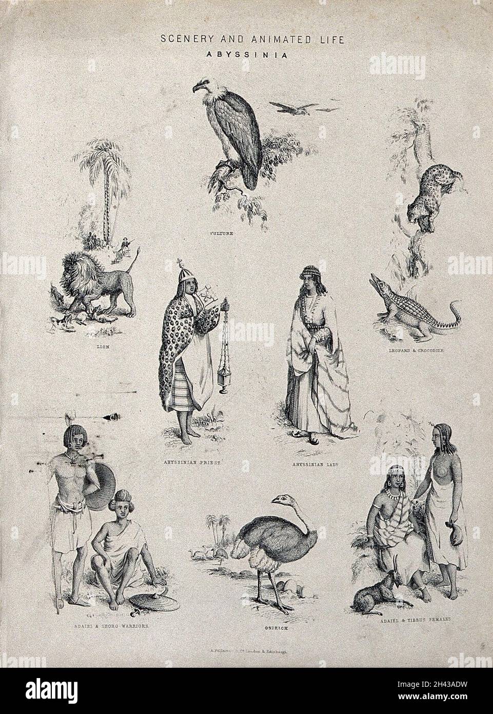 Abyssinia (Ethiopia): animals and indigenous people, including an ...