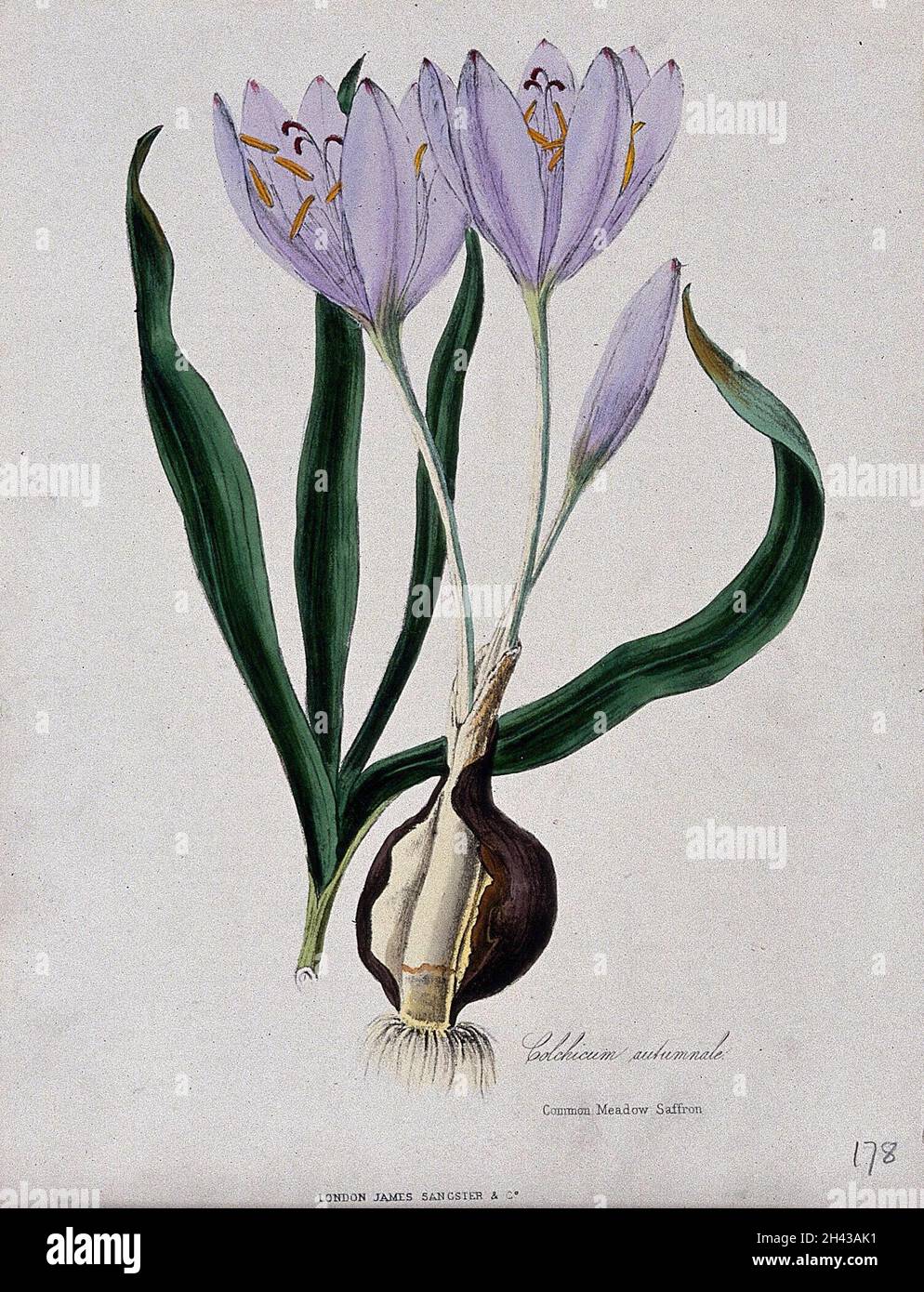 Colchicum Corm High Resolution Stock Photography and Images - Alamy