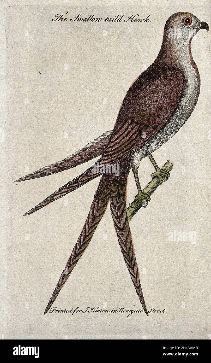 A swallow-tailed hawk sitting on the branch of a tree. Coloured etching ...