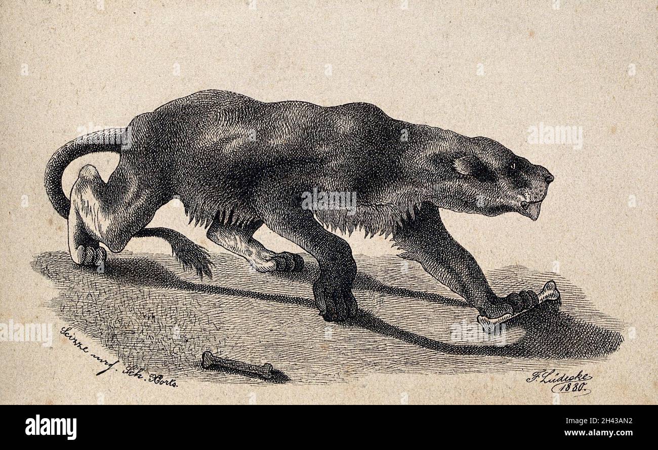 A prowling lioness holding a bone in the left paw. Reproduction of an ...