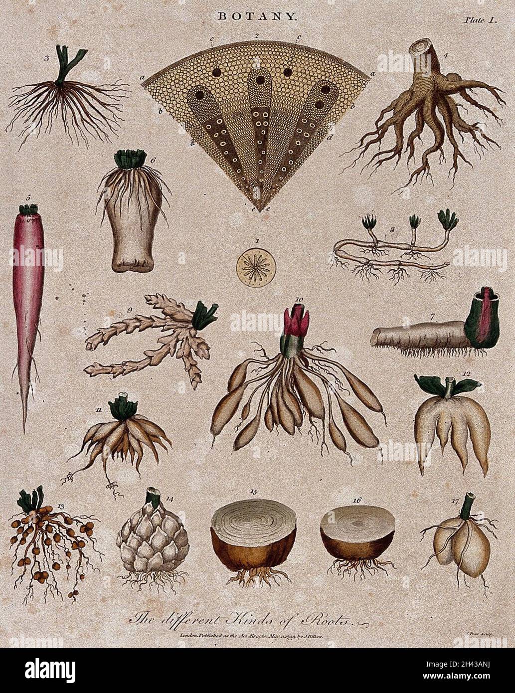 Fifteen different forms of plant root and two anatomical sections ...