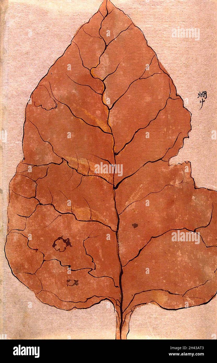 A large plant leaf with reticulate venation. Watercolour Stock Photo ...