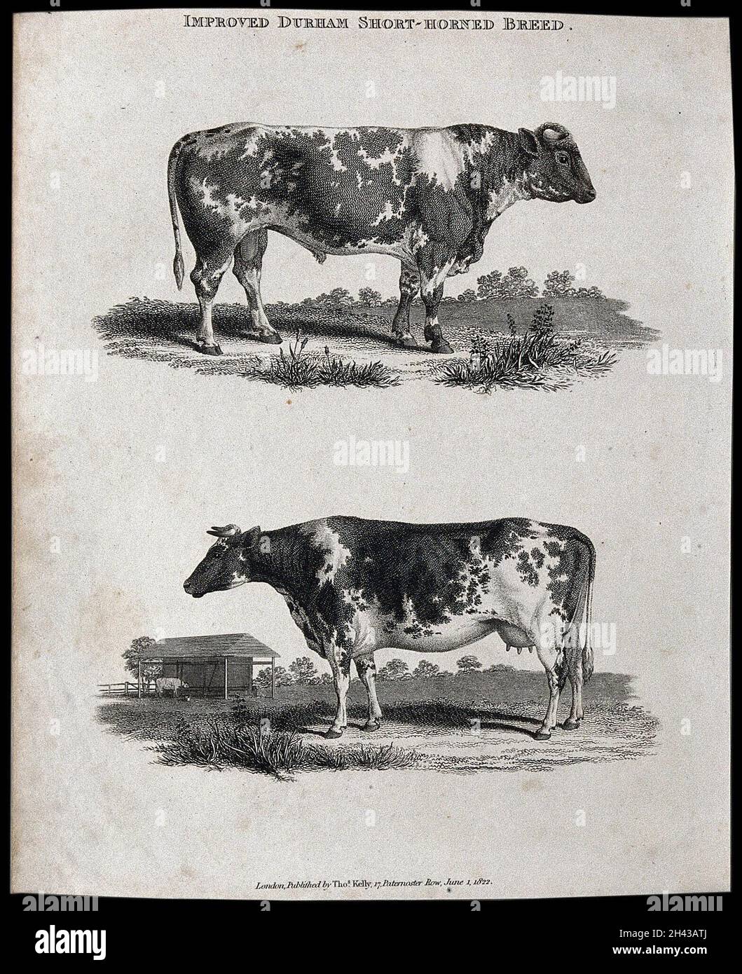 A cow and bull of the Durham short-horned breed. Etching, ca 1822 Stock ...