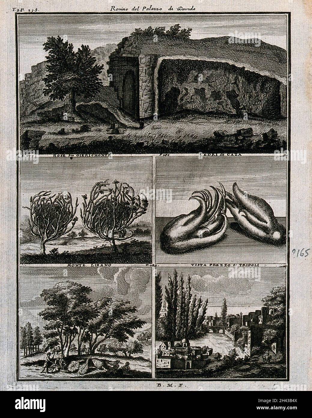 Separate pictures of places and plants from Lebanon, including rose of ...