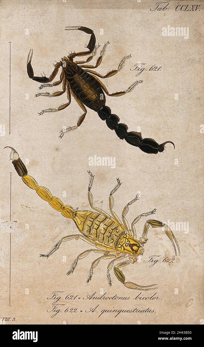 Two scorpions: Androctonus bicolor and Androctonus quinquestriatus ...