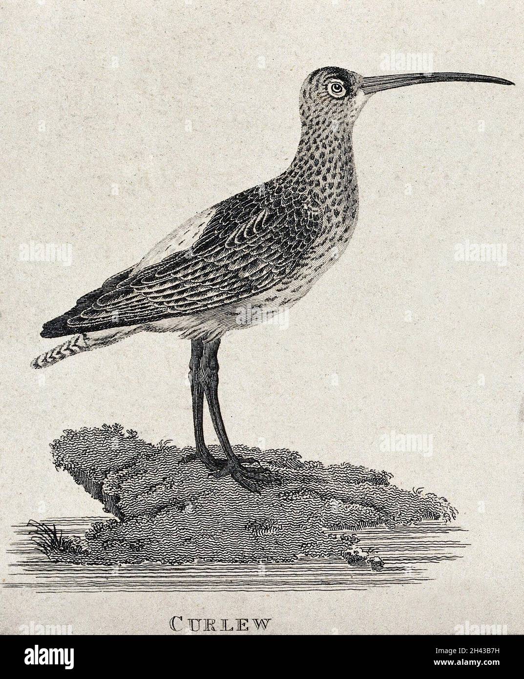 Curlew profile hi-res stock photography and images - Alamy
