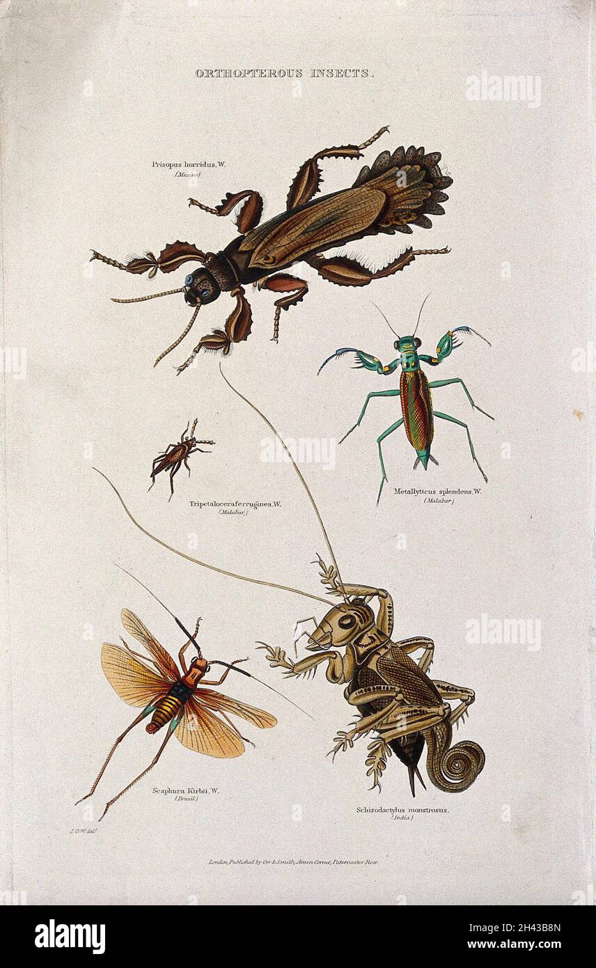 Five insects hi-res stock photography and images - Alamy