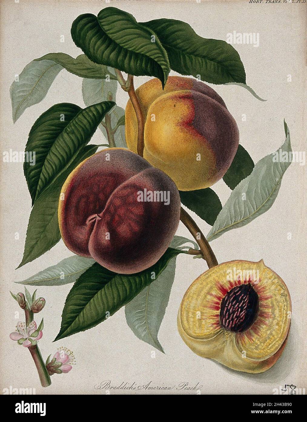 Braddick's American peach (Prunus persica cv.): fruiting branch ...
