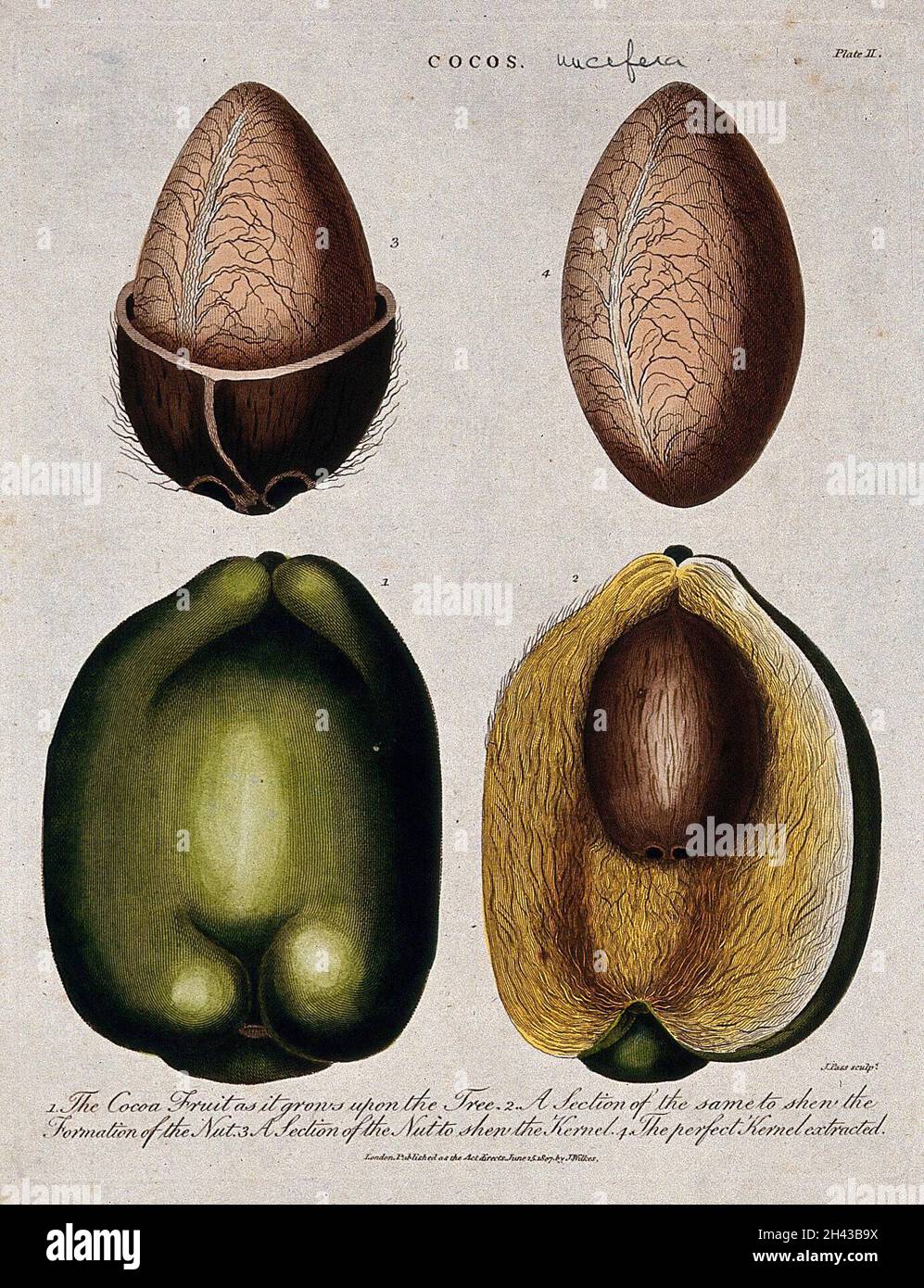 Coconut palm (Cocos nucifera): four sections of the fruit and nut ...