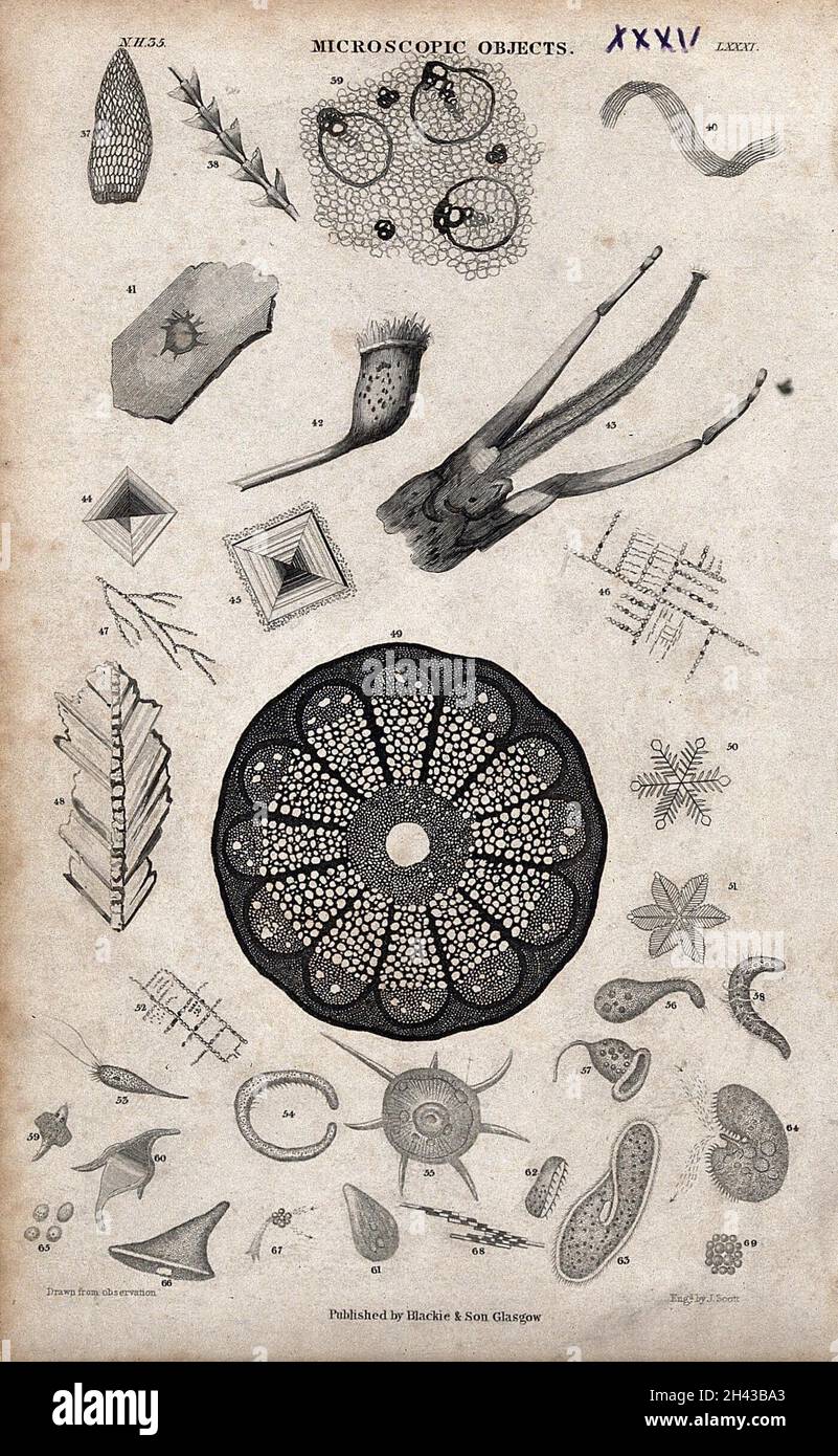 Microscopic objects hi-res stock photography and images - Alamy