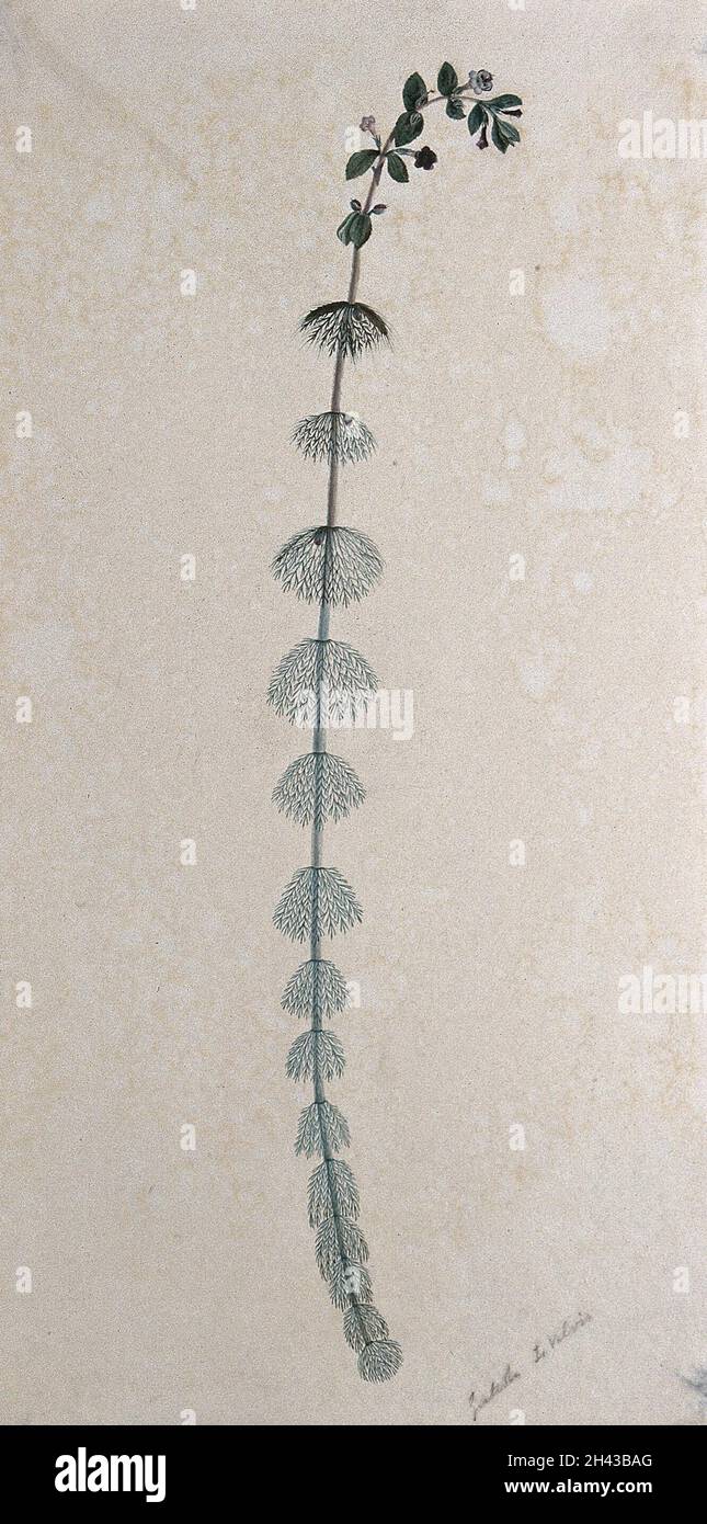 Gratiola species hi-res stock photography and images - Alamy