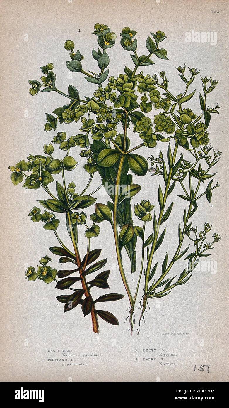 Detailed study medicinal plants hi-res stock photography and images - Alamy